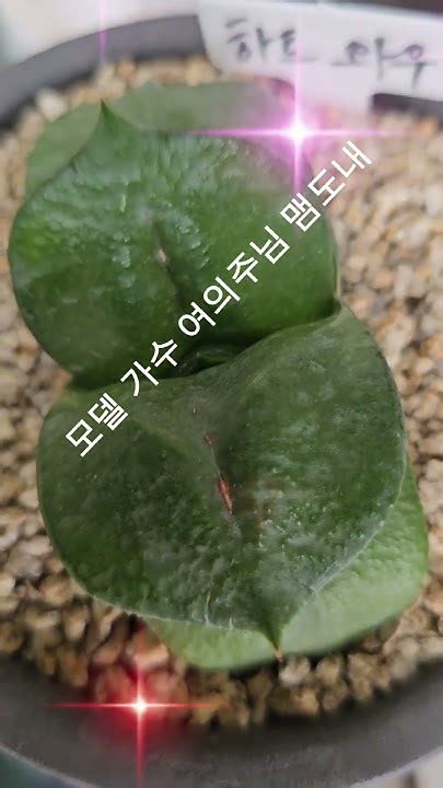 모델가수여의주 다육식물 하트와우 유미유미tv Youtube