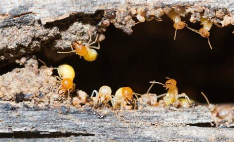Protect Your Home Understanding The Importance Of A Termite Certificate ⇢
