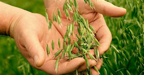 There Is Power In Oats Food Oats 2021 Helsinki Mills