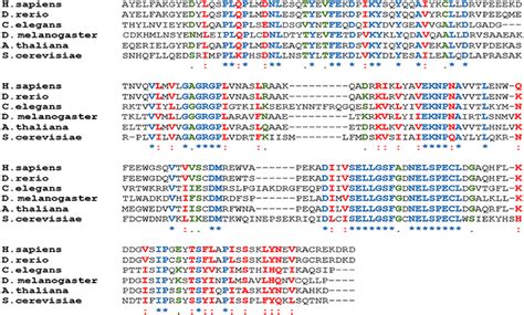 Protein Arginine Methyltransferase 5 Prmt5 Dysregulation In Cancer