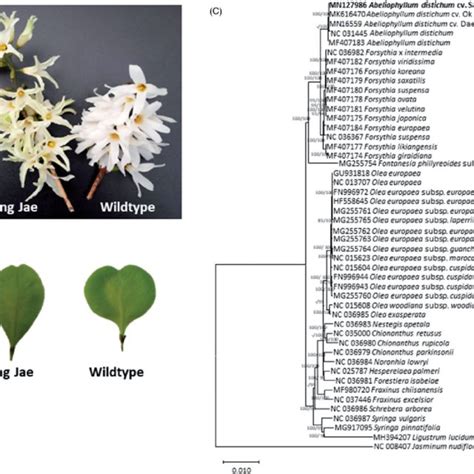 Pdf The Complete Chloroplast Genome Of A New Candidate Cultivar Sang Jae Of Abeliophyllum