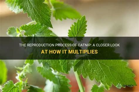 The Reproduction Process Of Catnip A Closer Look At How It Multiplies