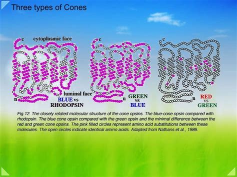08d Visual Signal Processing Color Vision Ppt