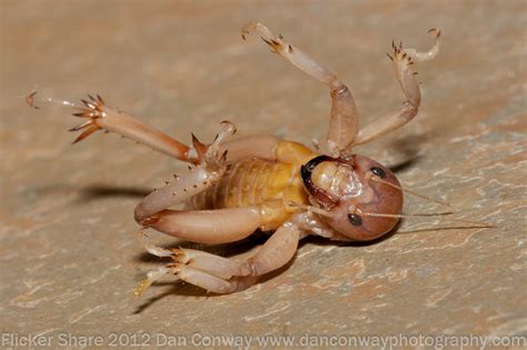 Jerusalem Cricket 7 Flickr Photo Sharing