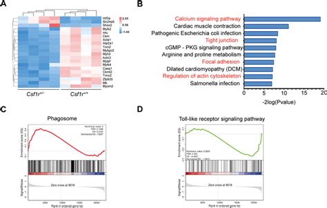 Transcriptomic Differences In Forebrain Samples Of Csf1r Or Csf1r Download Scientific
