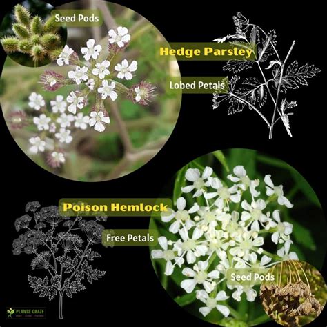 hedge parsley vs hemlock big differences to know