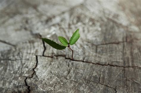 Premium Photo Beautiful Seedling Growing In The Center Trunk As A Concept Of New Life