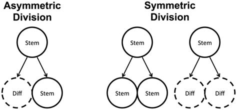 Symmetric And Asymmetric Stem Cell Divisions In The Asymmetric Download Scientific Diagram Symmetric And Asymmetric Stem Cell Divisions In The Asymmetric Download Scientific Diagram