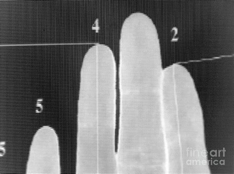 Ring Finger And Sexual Attraction Photograph By Thierry Berrod Mona Lisa Production Science