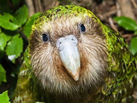Conoce Al Kakapo El único Loro Que No Sabe Volar