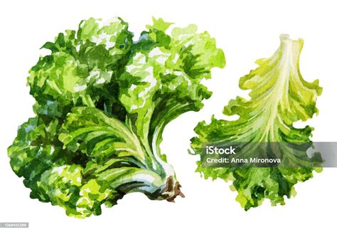 상추 손으로 그릴 수채화 엽서 스티커 백과사전 메뉴 요리 재료에 사용할 수 있습니다 라벨 커버 프린트용 스타일 디자인 상추에