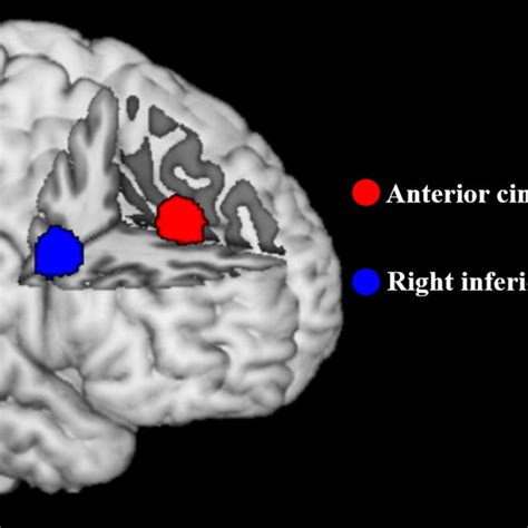 Anterior Cingulate Cortex