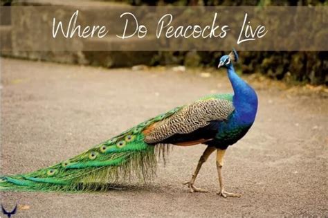 Where Do Peacocks Live And Where Are Peacocks Native To 2024
