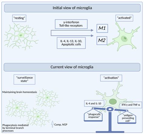 The Complementary Role Of Morphology In Understanding Microglial