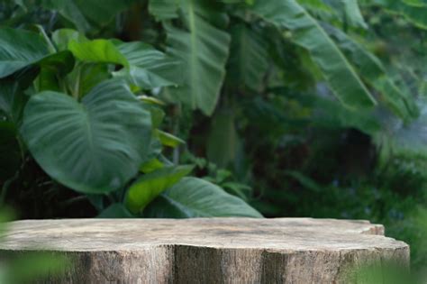 야외에서 나무 탁상 연단 바닥은 녹색 잎 열대 우림의 자연 배경을 흐리게 하고 화장품 천연 제품 모형을 배치하고 받침대 스탠드 디스플레이 정글 여름 개념을 흐리게 합니다