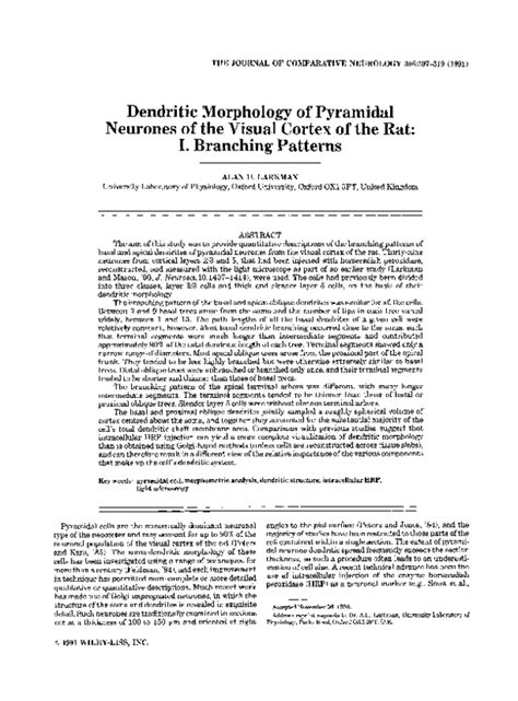Pdf Dendritic Morphology Of Pyramidal Neurones Of The Visual Cortex Of The Rat I Branching
