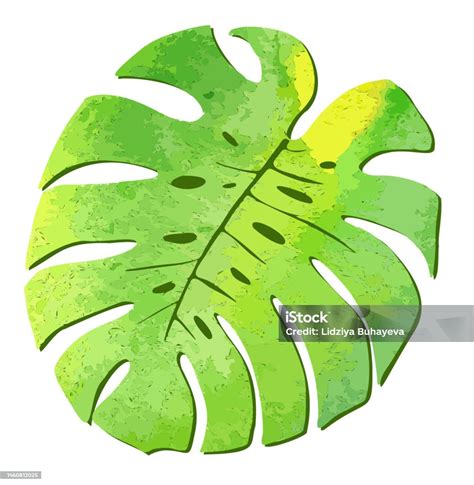 손으로 그린 수채화 몬스 테라 잎과 글자 열대 벡터 예시 엽서 인쇄물 인사말 카드 초대장에 적합합니다 그래픽 프린트에 대한 스톡 벡터 아트 및 기타 이미지 Istock