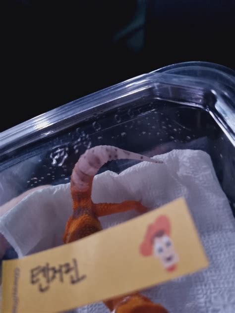 레오파드 게코 꼬리 지식in