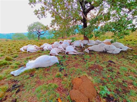 Fotos Mais De 40 Cabeças De Gado São Atingidas Por Raio E Morrem Em