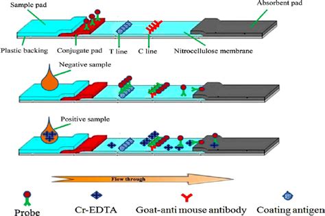 A A Schematic Representation Of The Immunochromatographic Assay B Download Scientific