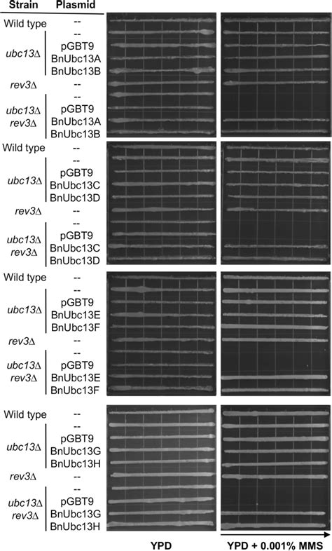 Functional Complementation Of The Yeast Ubc13 Rev3 Double Mutant By Download Scientific Diagram