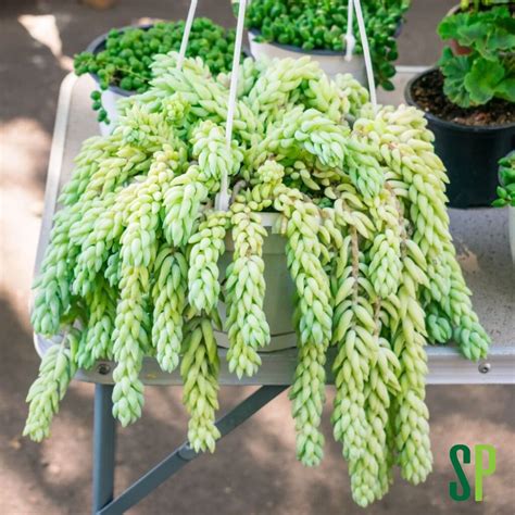 7 Heat Tolerant Plants That Wont Mind Skipping A Watering Simplify