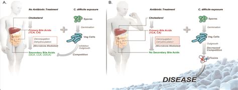 Bacterial Protection Against C Diff Theriot Microbe Lab
