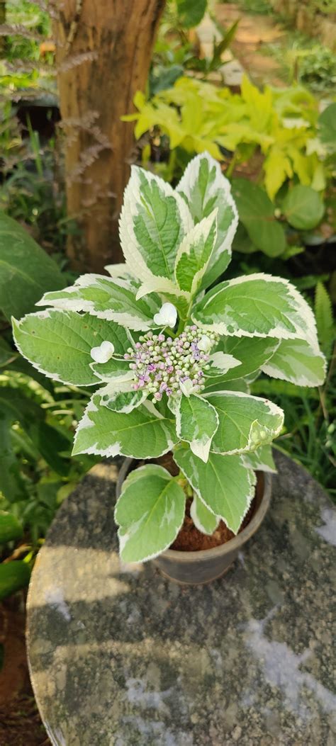 Hydrangea Variegated Nature Sense