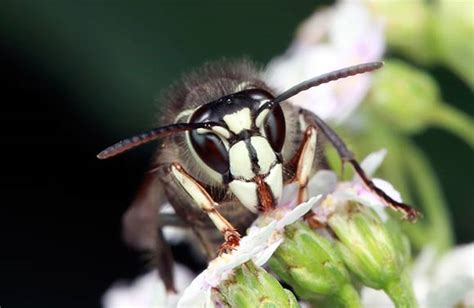 Топ 10 самых болезненных укусов насекомых