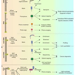 Schematic Survey Of Transferase Directed Covalent Derivatization Of