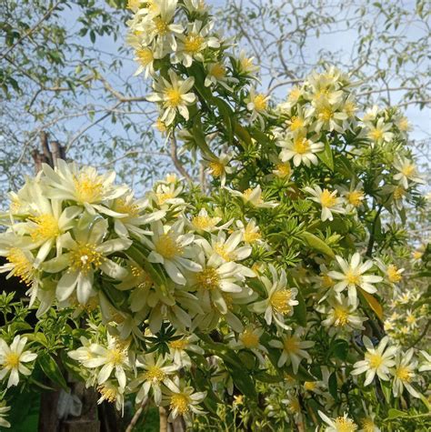 ไม้ดอกหอมและไม้ประดับ ขายถูก