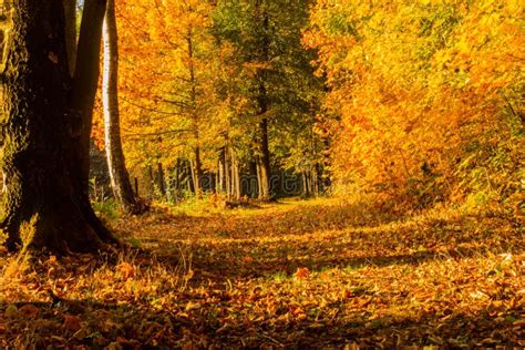 Beautiful Landscape Of A Fresh Evergreen Forest Abstract Natural Background Great Coniferous