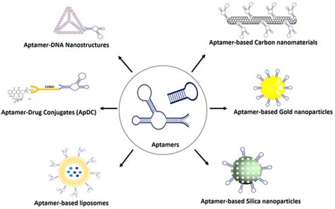 Aptamer Nanoparticle Conjugation Boc Sciences