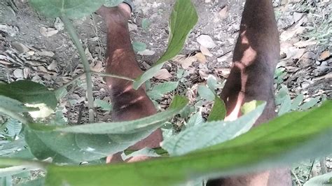 Xhamster Sex Video Xhamster Sex Video Gay Amateur Porn Feat Ripon Xhamster