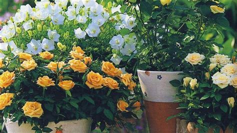 Как в домашних условиях ухаживать за розой в горшке Розы Горшки Выращивание роз