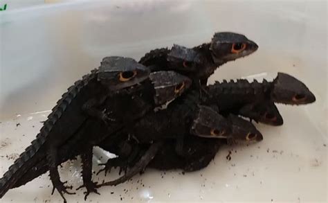 투디갤 진짜 귀여운 도마뱀 보여줌