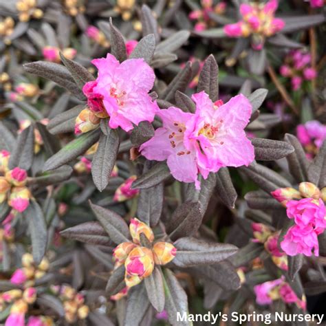 Midnight Ruby Rhododendron Rhododendron Midnight Ruby Mandy Spring Farm Nursery Inc