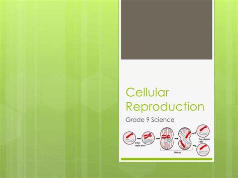 Ppt Cellular Reproduction Powerpoint Presentation Free Download Id 6772927