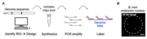 Investigating Chromosome Structure And Function During Development 2024 Nichd Annual Report