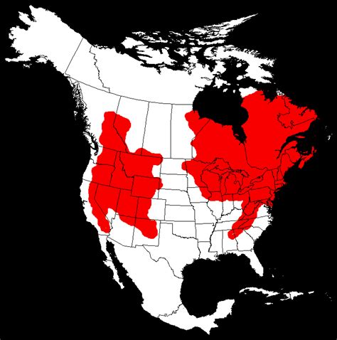Brook Trout Salvelinus Fontinalis