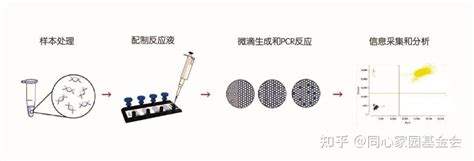 Jak2 V617f基因突变检测 知乎