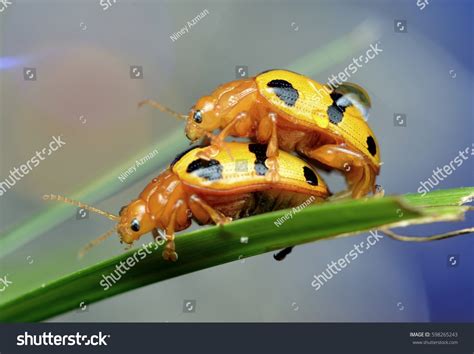 Bugs Mating Stock Photo 598265243 Shutterstock