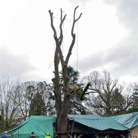 Why You Should Never Ignore A Damaged Tree Call The Experts Folkestone Tree Surgeons