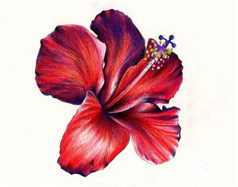 Realistic Hibiscus Flower Drawing