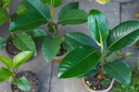 Ficus Macrophylla From Seed Update