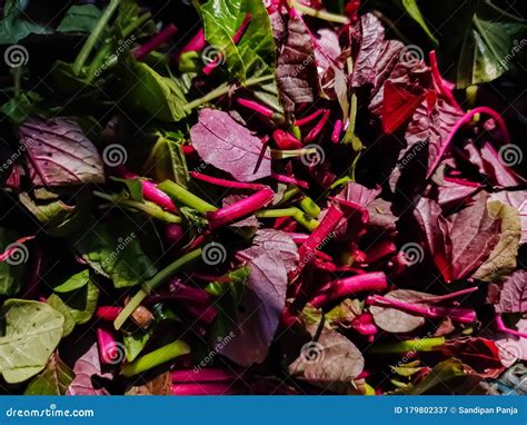 Amaranthus Collectively Known As Amaranth Is A Cosmopolitan Genus Of Annual Or Short Lived
