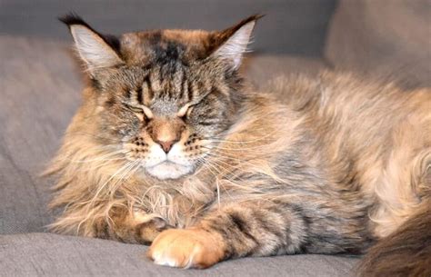 Koty Majkun Maine Coon Cena Wielkość I Nie Tylko Sprawdź Ile żyje