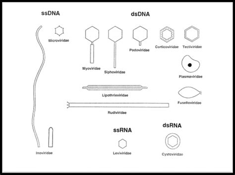 Morphology Of The Major Bacteriophage Groups Reproduced With