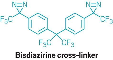 Double Diazirine Cross Links Virtually Any Organic Polymer