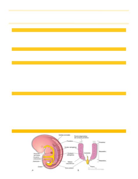 Sistema Renal Resumen General EmbriologÍa A Partir Del Mesodermo Intermedio Se Desarrollan